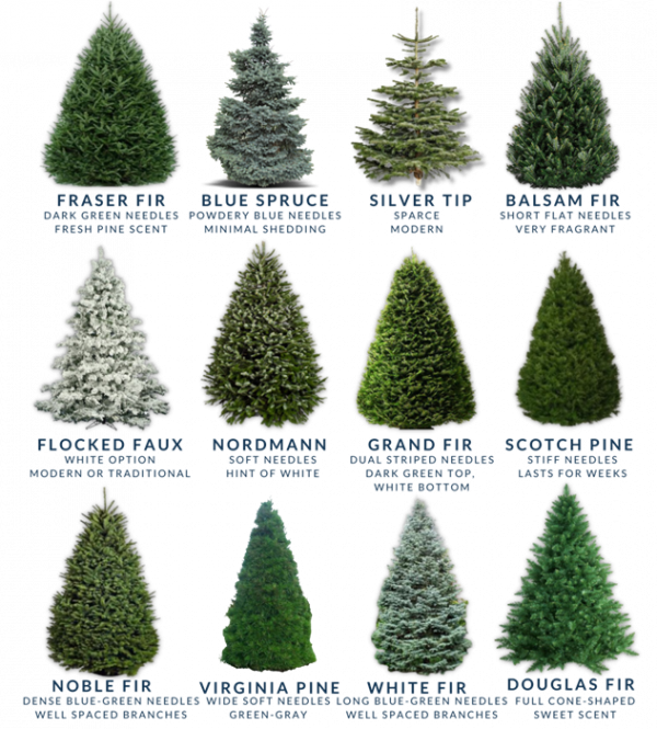 How to Decorate a Christmas Tree for Beginners - the decorholic